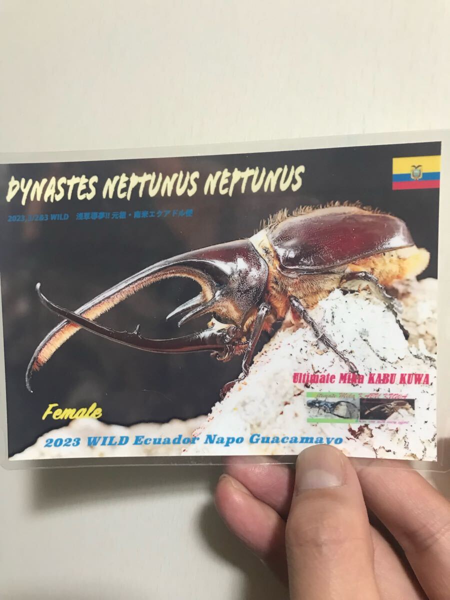 Yahoo!オークション - ネプチューンオオカブト【WF1】♂単品幼虫