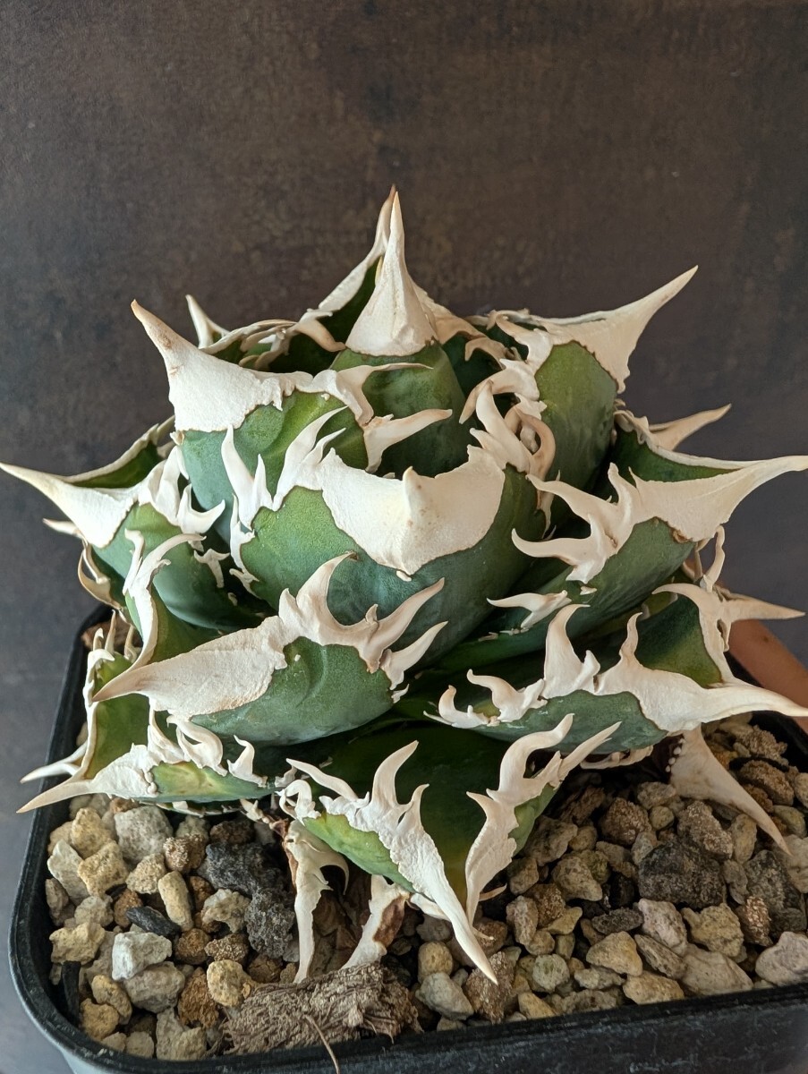 Yahoo!オークション - 【AGAVE TITANOTA LIZE産 大白鯊】アガベ チタノ...