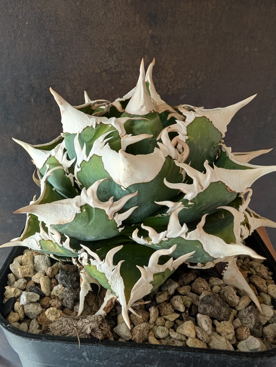 Yahoo!オークション - 【AGAVE TITANOTA LIZE産 大白鯊】アガベ チタノ...