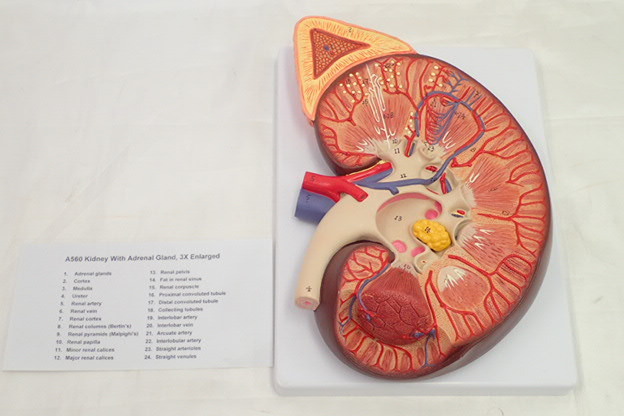 Yahoo!オークション - 5183[M] 人体 模型パーツ いろいろまとめ売り 臓...