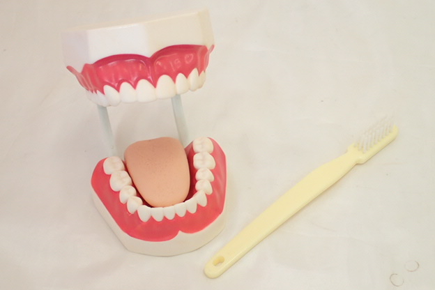 Yahoo!オークション - 5183[M] 人体 模型パーツ いろいろまとめ売り 臓...