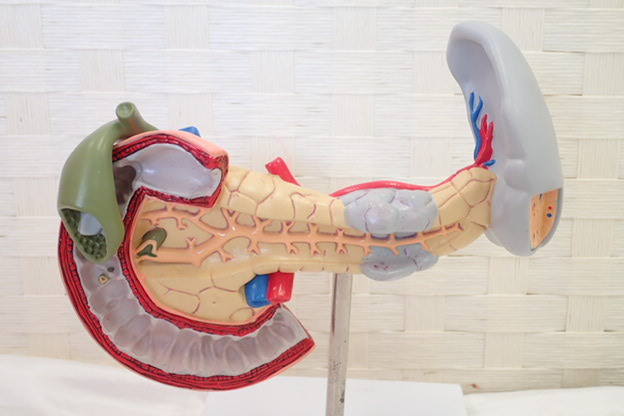 Yahoo!オークション - 5183[M] 人体 模型パーツ いろいろまとめ売り 臓...