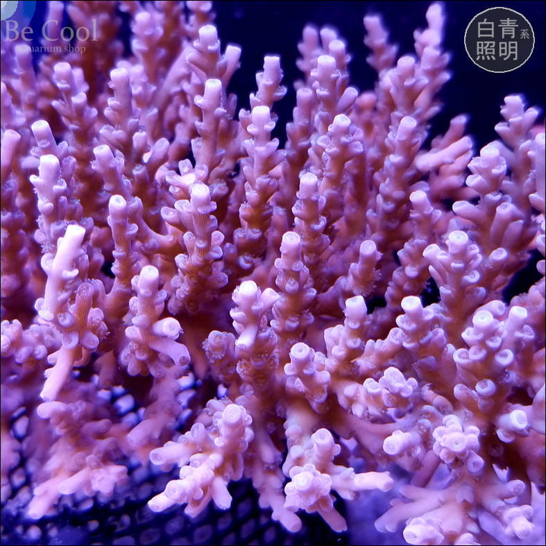 Yahoo!オークション - H38 キクハナガサミドリイシ（14cm前後）