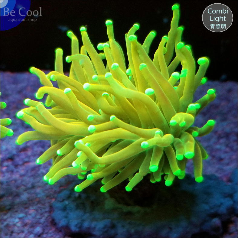 Yahoo!オークション - K29 ハナサンゴ（ゴールド系）（7cm前後）