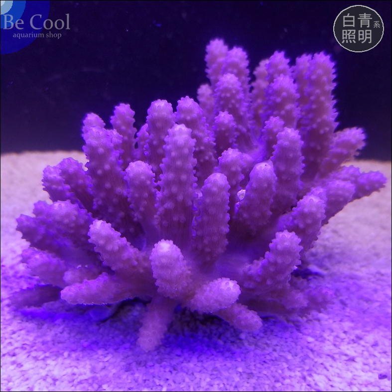 Yahoo!オークション - K53 トサカサンゴsp（ノウトサカ系）（9c...