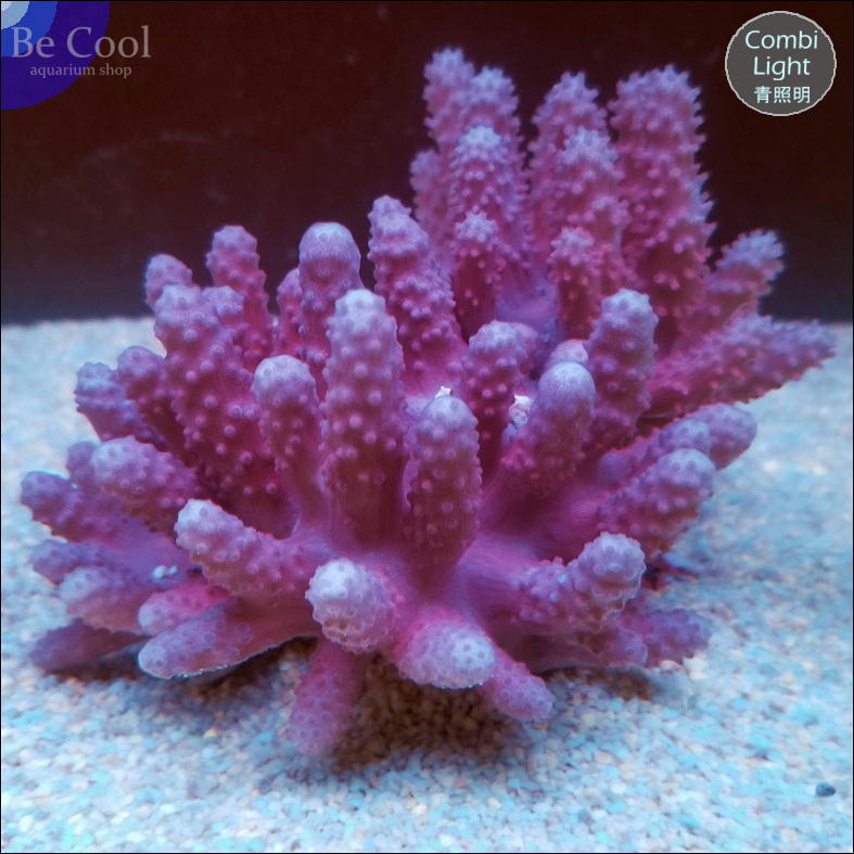 Yahoo!オークション - K53 トサカサンゴsp（ノウトサカ系）（9c...