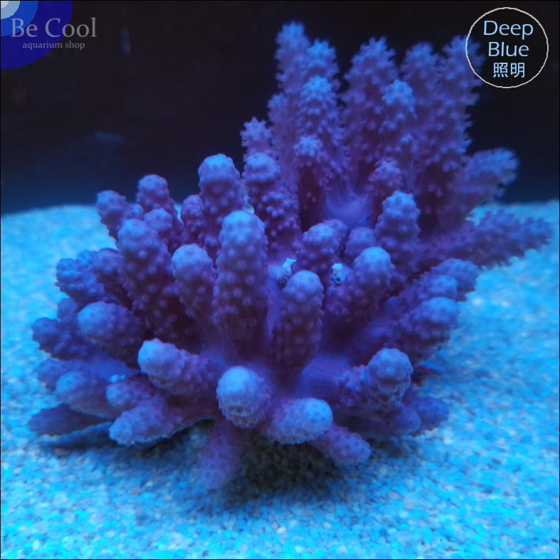 Yahoo!オークション - K53 トサカサンゴsp（ノウトサカ系）（9c...