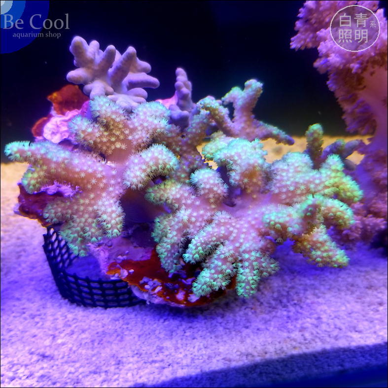 Yahoo!オークション - M52 トサカsp（タコアシカタトサカ系）（1...