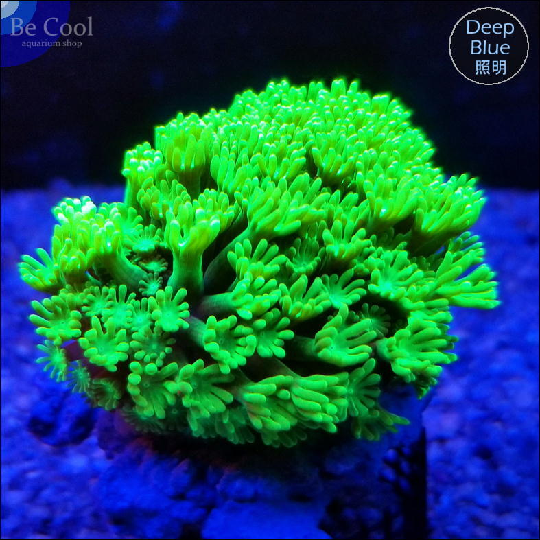 Yahoo!オークション - M84 アワサンゴ（6cm前後）