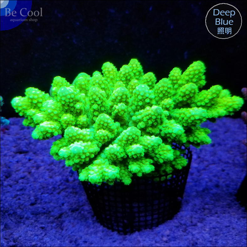 Yahoo!オークション - N39 ユビミドリイシ（11cm前後）