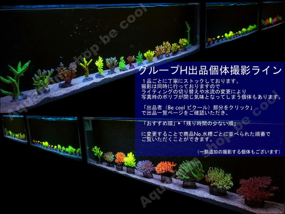 Yahoo!オークション - H38 キクハナガサミドリイシ（14cm前後）