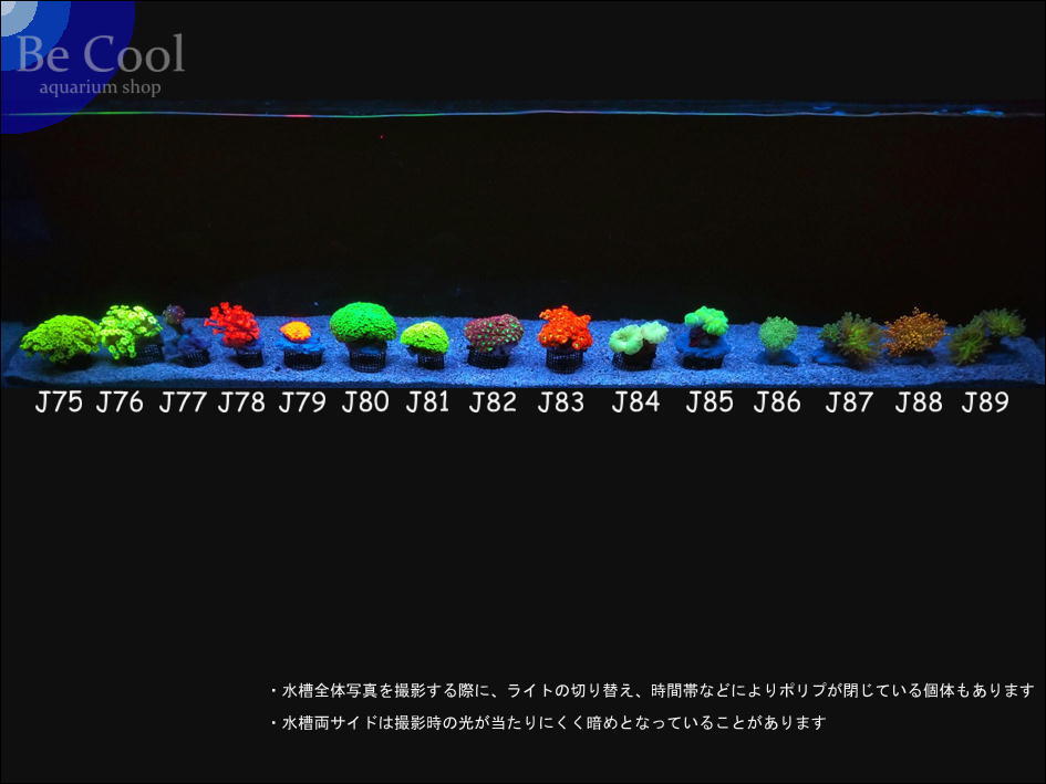 Yahoo!オークション - J84 フォックスコーラル（7cm前後）