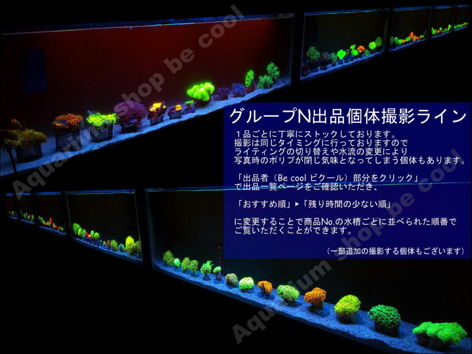 Yahoo!オークション - N77 カクオオトゲキクメイシ（5cm前後）