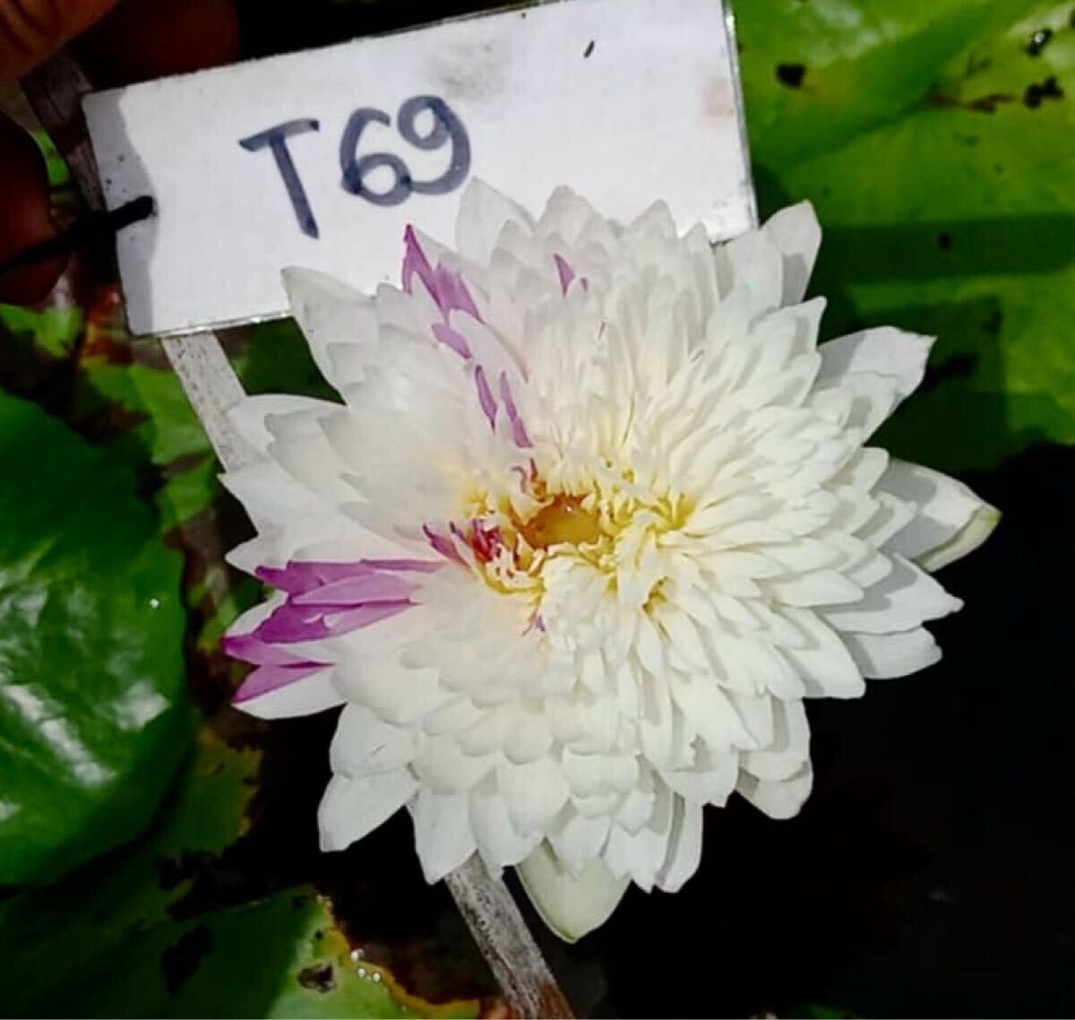 Yahoo!オークション - 睡蓮の苗(T69)マルチカラーハイブリッド