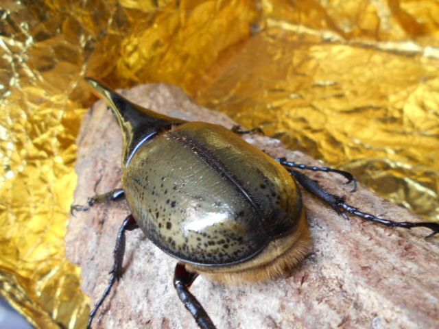 Yahoo!オークション - DHヘラクレス145♂・60UP♀ペア