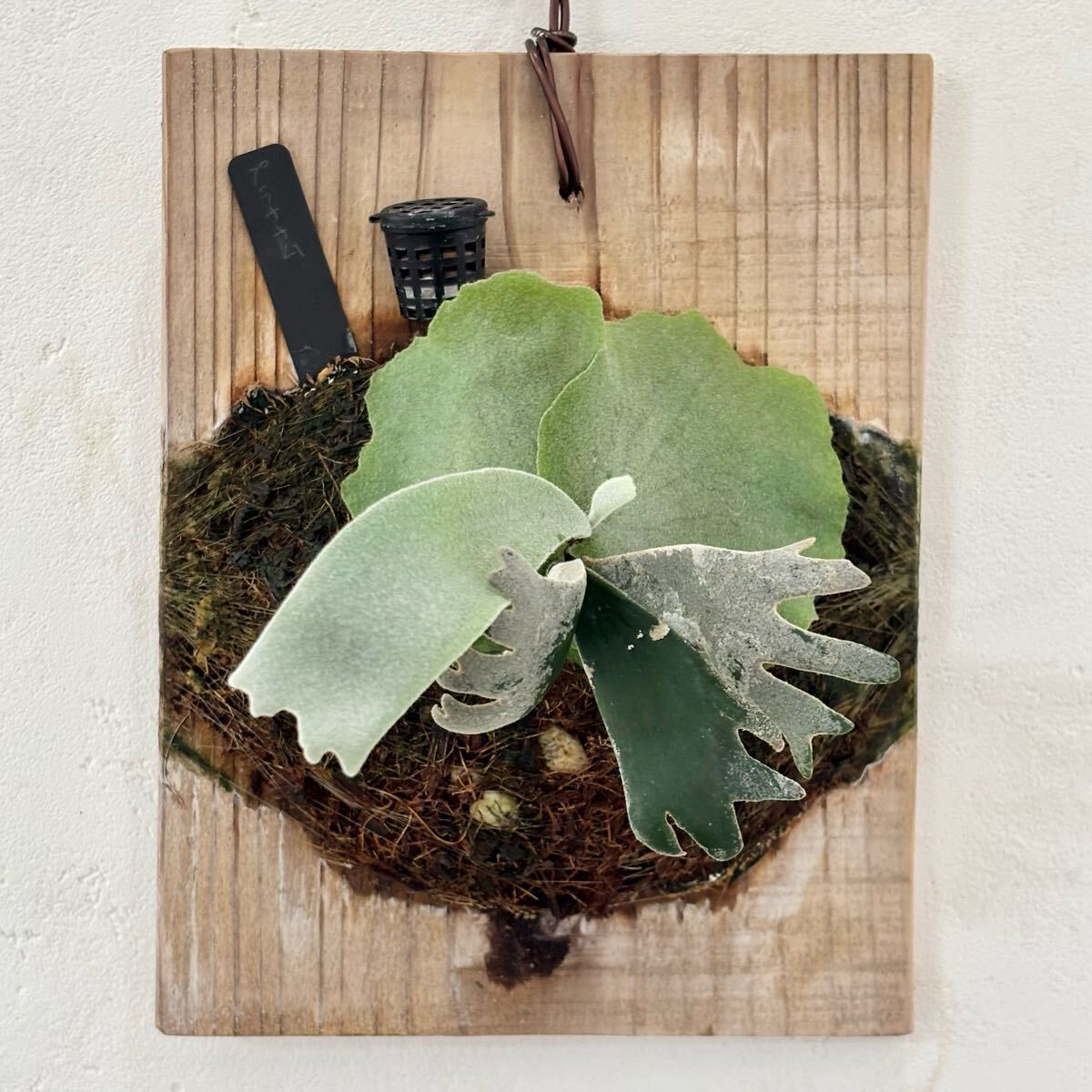 Yahoo!オークション - ビカクシダ プラチナ Platinum Snow Queen F303 ...