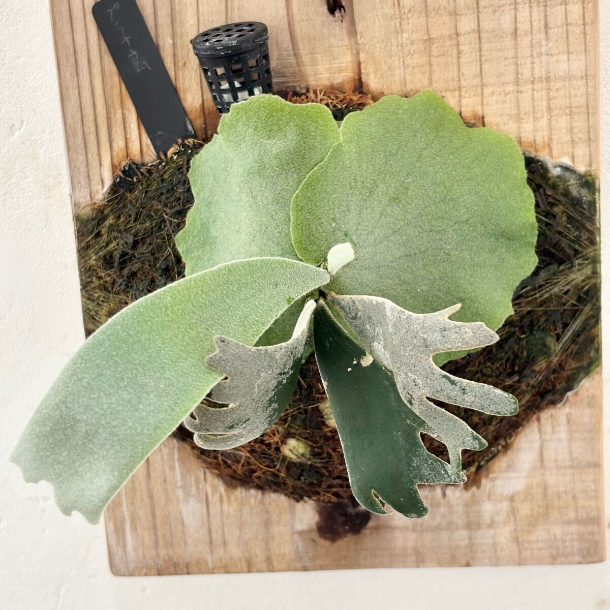 Yahoo!オークション - ビカクシダ プラチナ Platinum Snow Queen F303 ...