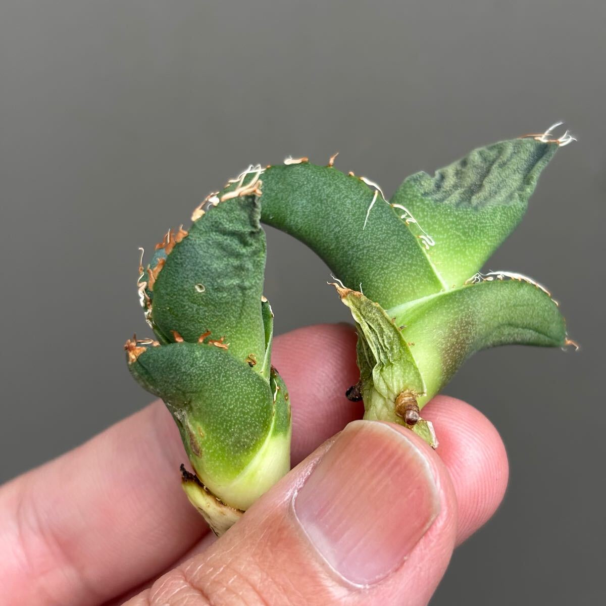 Yahoo!オークション - アガベ FO76 × ジャガーノート ハイブリッド 2 ...