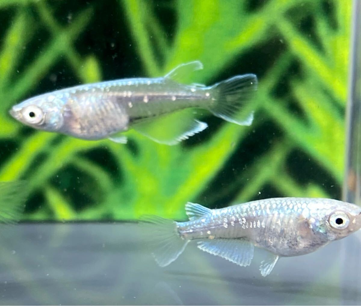 Yahoo!オークション - 即決【庭目高】マリアージュRLF×ホログラム F1...