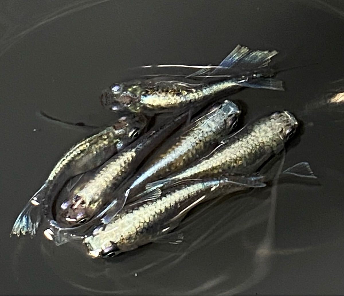 Yahoo!オークション - 即決【庭目高】マリアージュRLF×ホログラム F1...