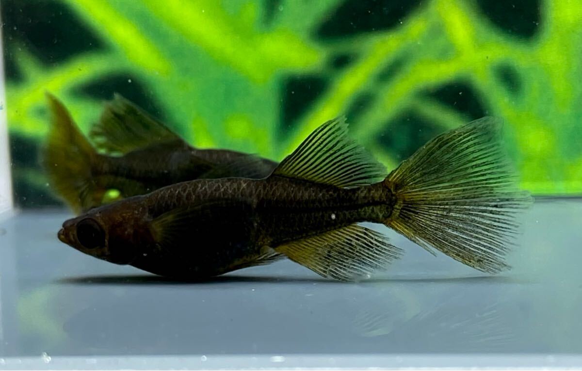 Yahoo!オークション - 【庭目高】和墨RLF×五式アースアイ 光体型 2ペ...