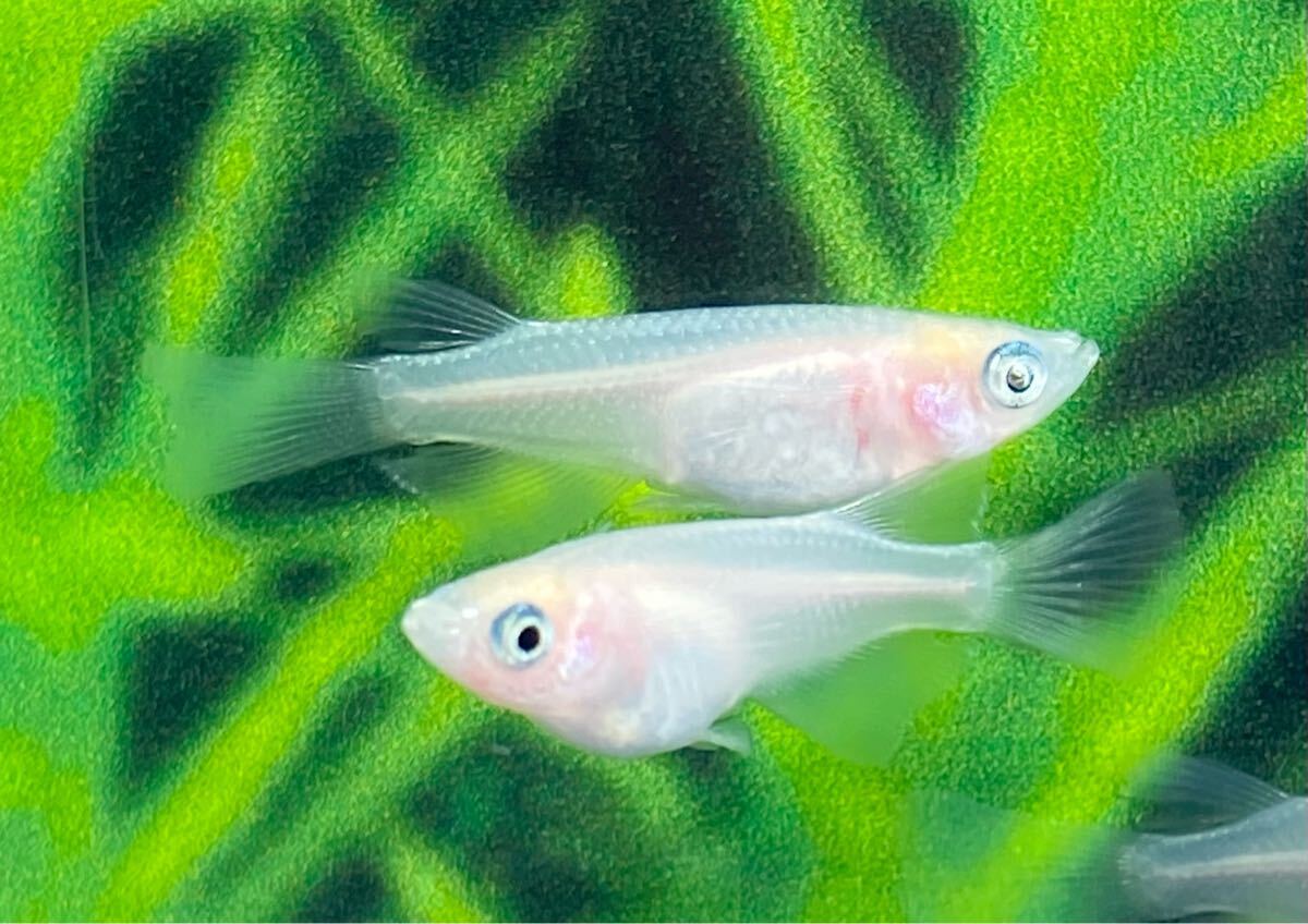 Yahoo!オークション - 【庭目高】白メダカRLF 2ペア 4匹 アースアイ表...