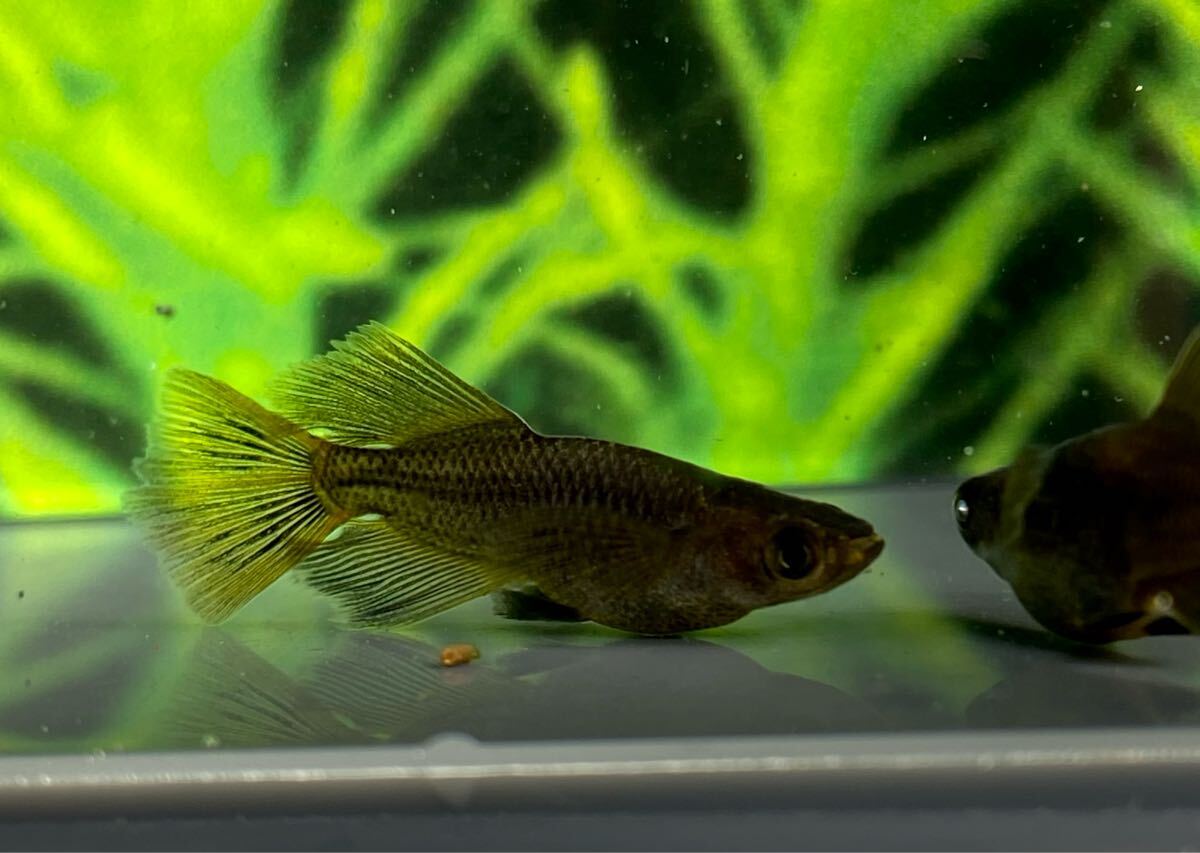 Yahoo!オークション - 【庭目高】和墨RLF×五式アースアイ 光体型 2ペ...