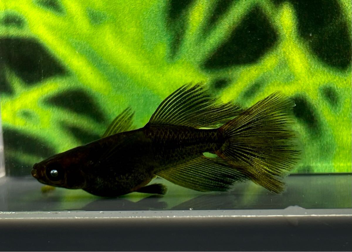 Yahoo!オークション - 【庭目高】和墨RLF×五式アースアイ 光体型 2ペ...