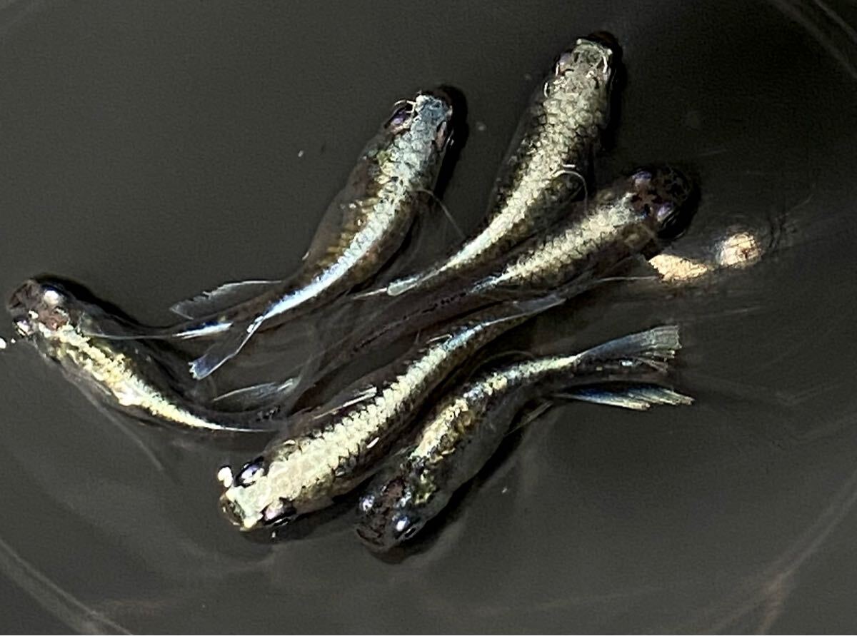 Yahoo!オークション - 即決【庭目高】マリアージュRLF×ホログラム F1...