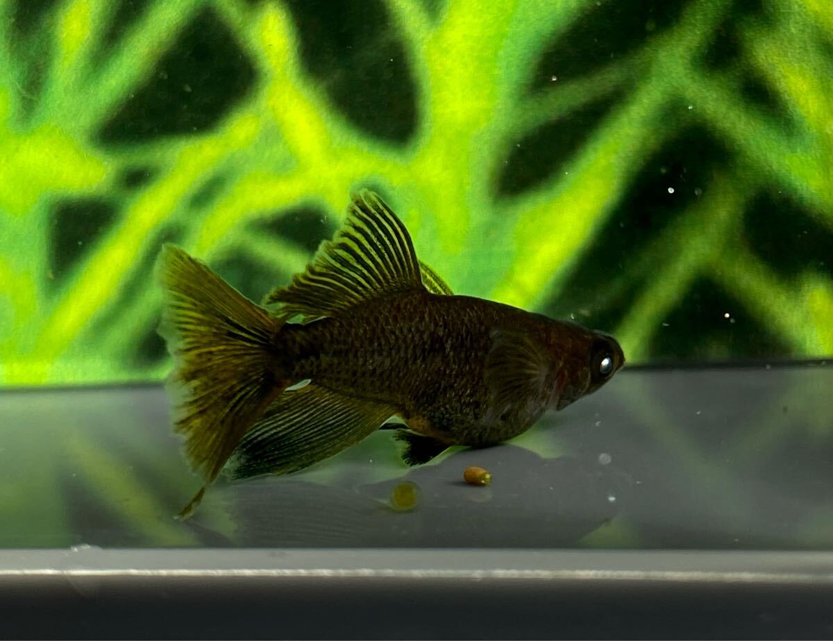 Yahoo!オークション - 【庭目高】和墨RLF×五式アースアイ 光体型 2ペ...