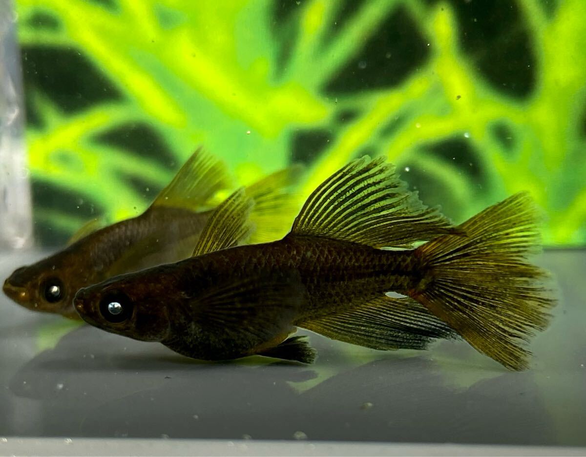 Yahoo!オークション - 【庭目高】和墨RLF×五式アースアイ 光体型 2ペ...