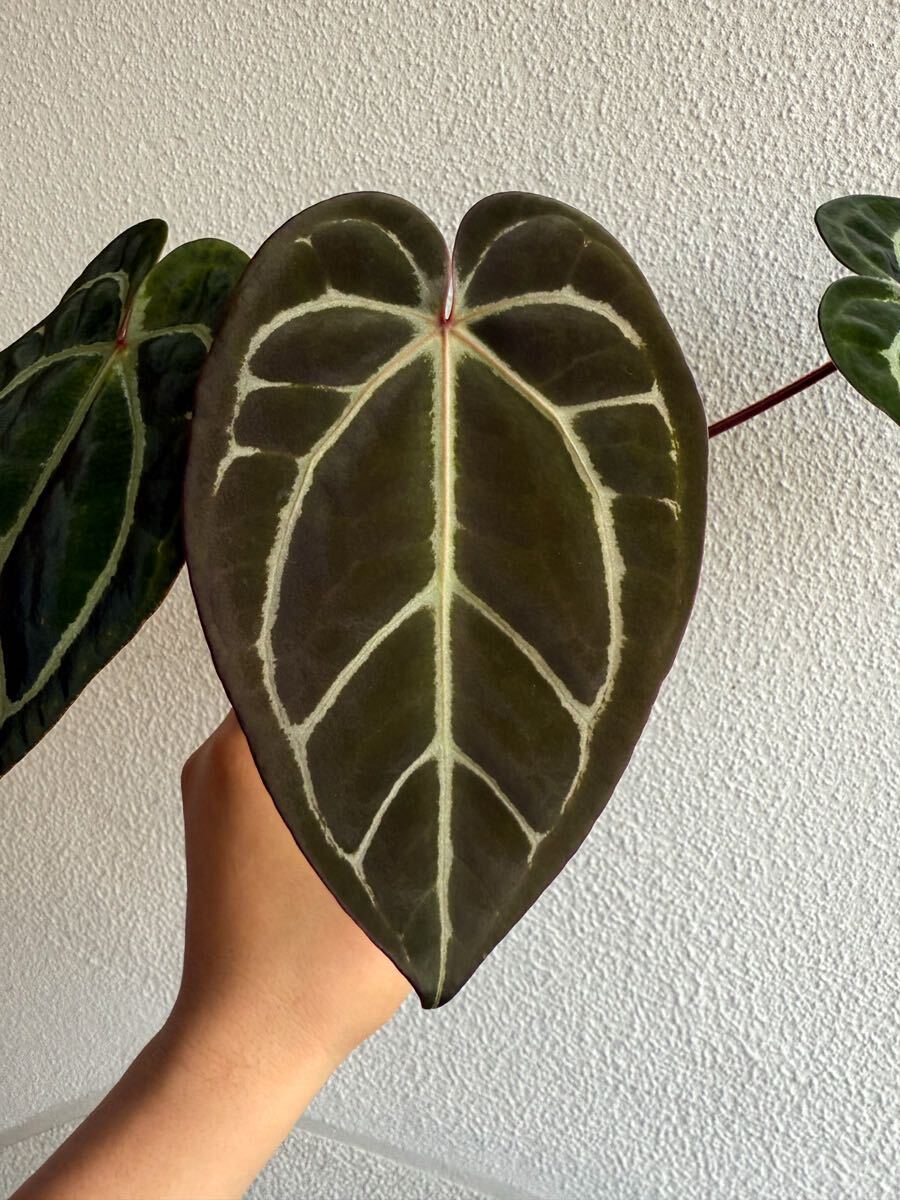 Yahoo!オークション - 'Angels dream' × carlablackiae（RA2）Anthur...