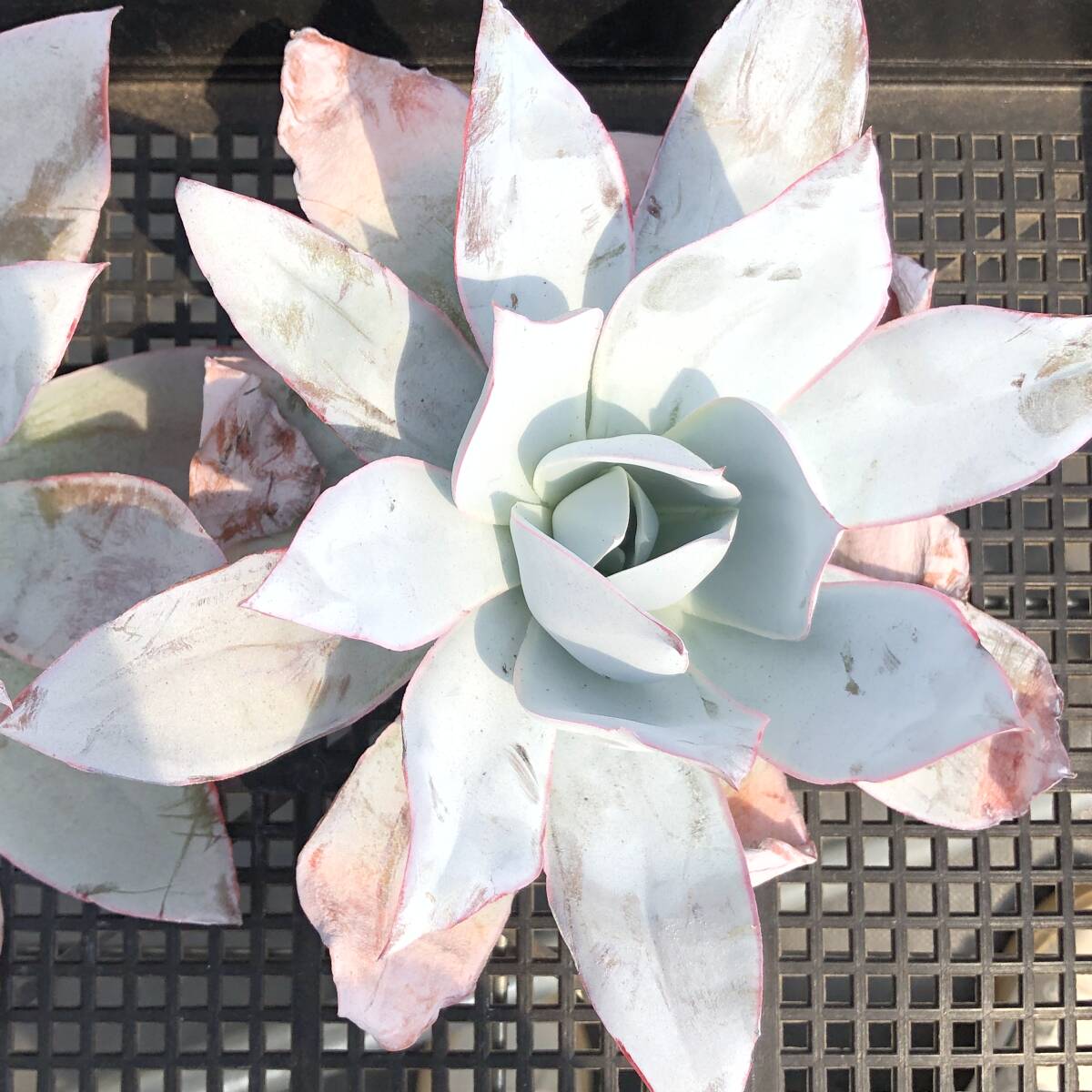 Yahoo!オークション - エケベリア2個 0527-K010 カンテ 多肉植物 カッ...