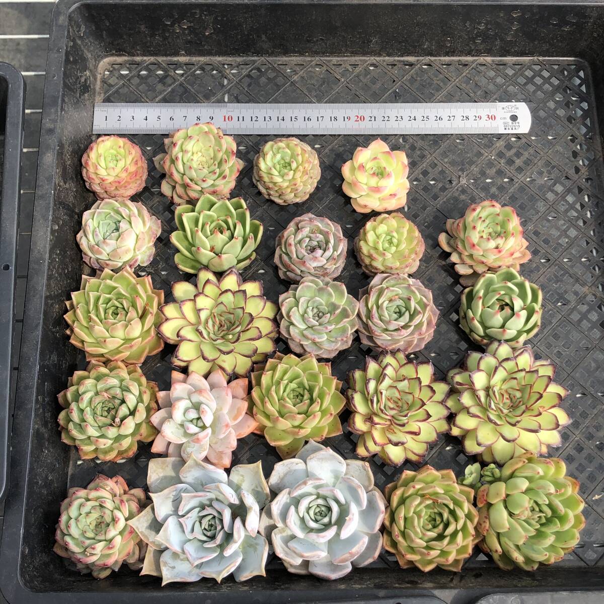 Yahoo!オークション - エケベリア24個 0527-K017 ミックス苗 多肉植物 ...