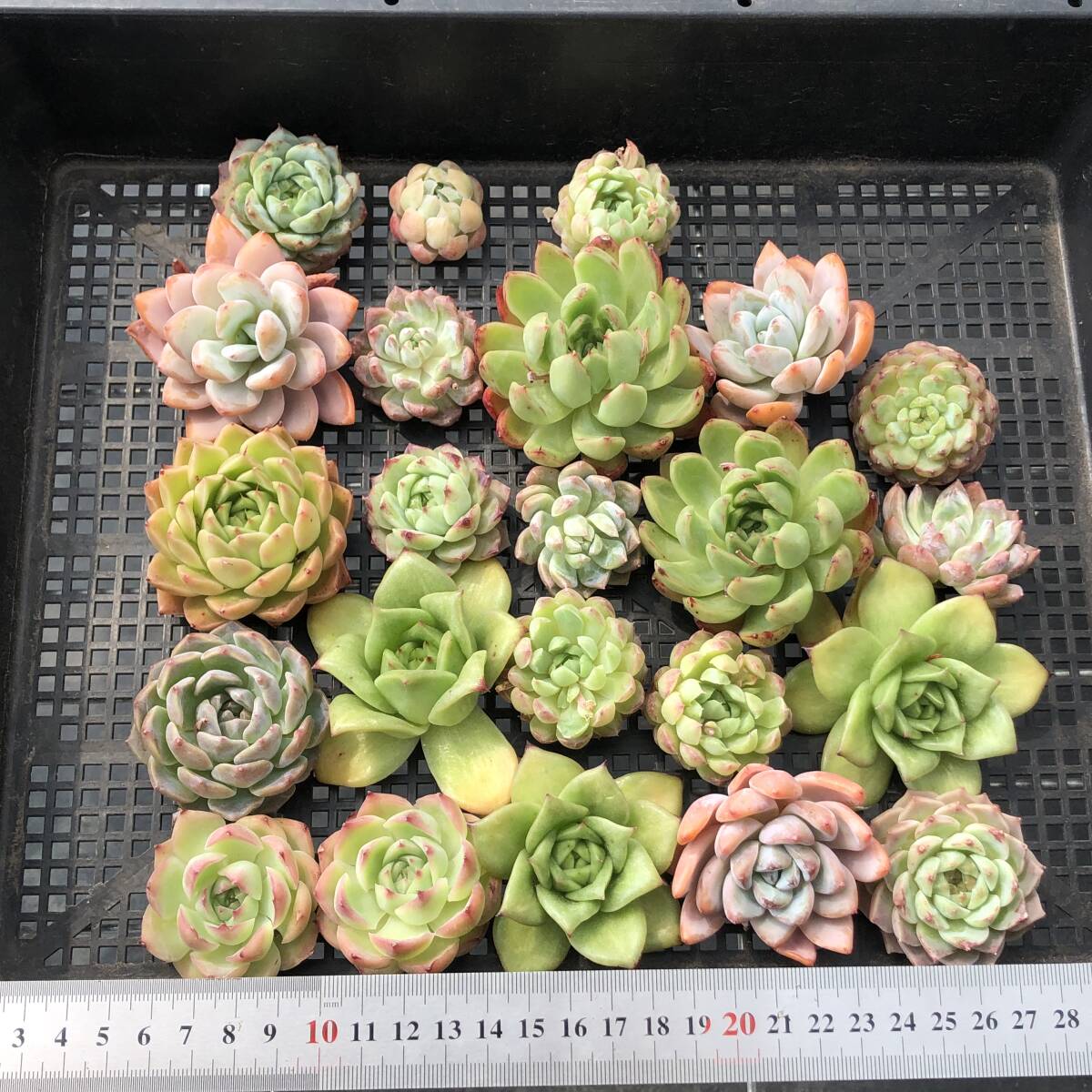 Yahoo!オークション - エケベリア23個 0527-K022 ミックス苗 多肉植物 ...