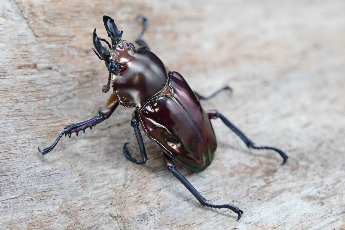 Yahoo!オークション - YS ♂♀♀ ニジイロクワガタ RTN本家累代 ピカ...