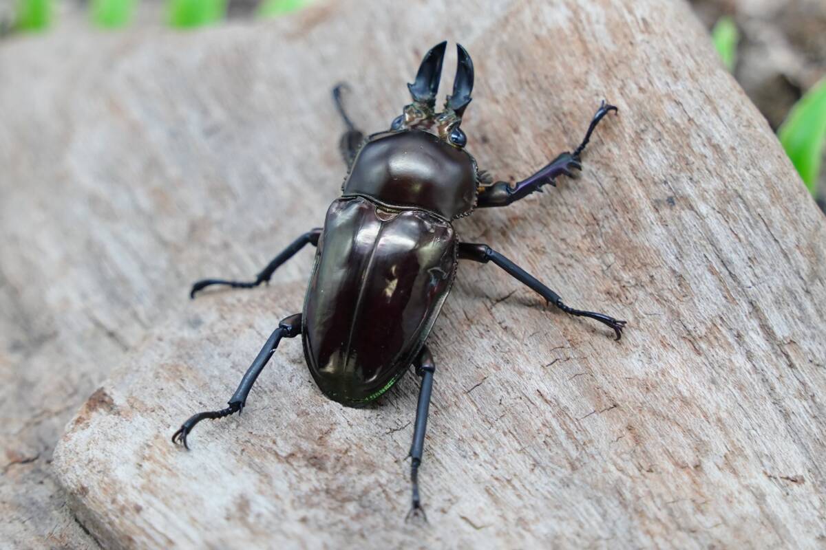 Yahoo!オークション - YS ♂♀♀ ニジイロクワガタ RTN本家累代 ピカ...