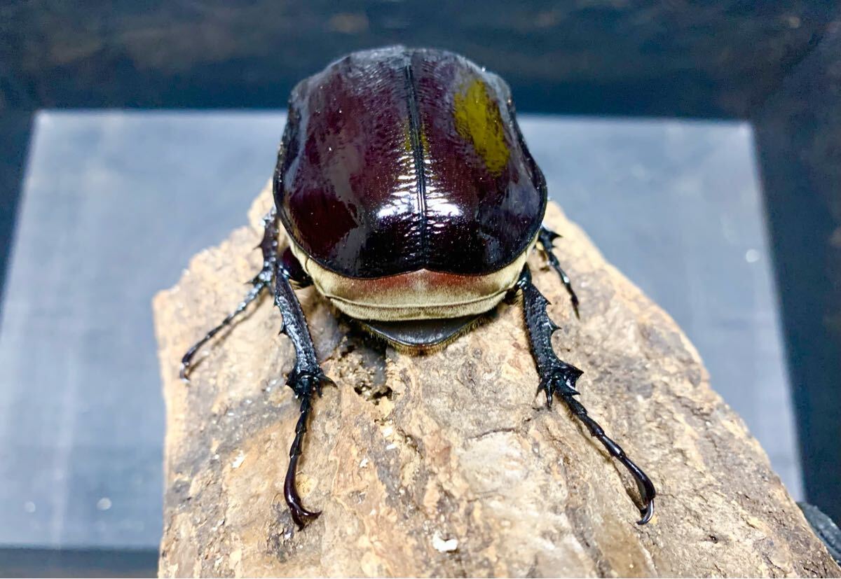 Yahoo!オークション - ⑥77.59㎜♀成虫1頭 Mマルスゾウカブト CBF1