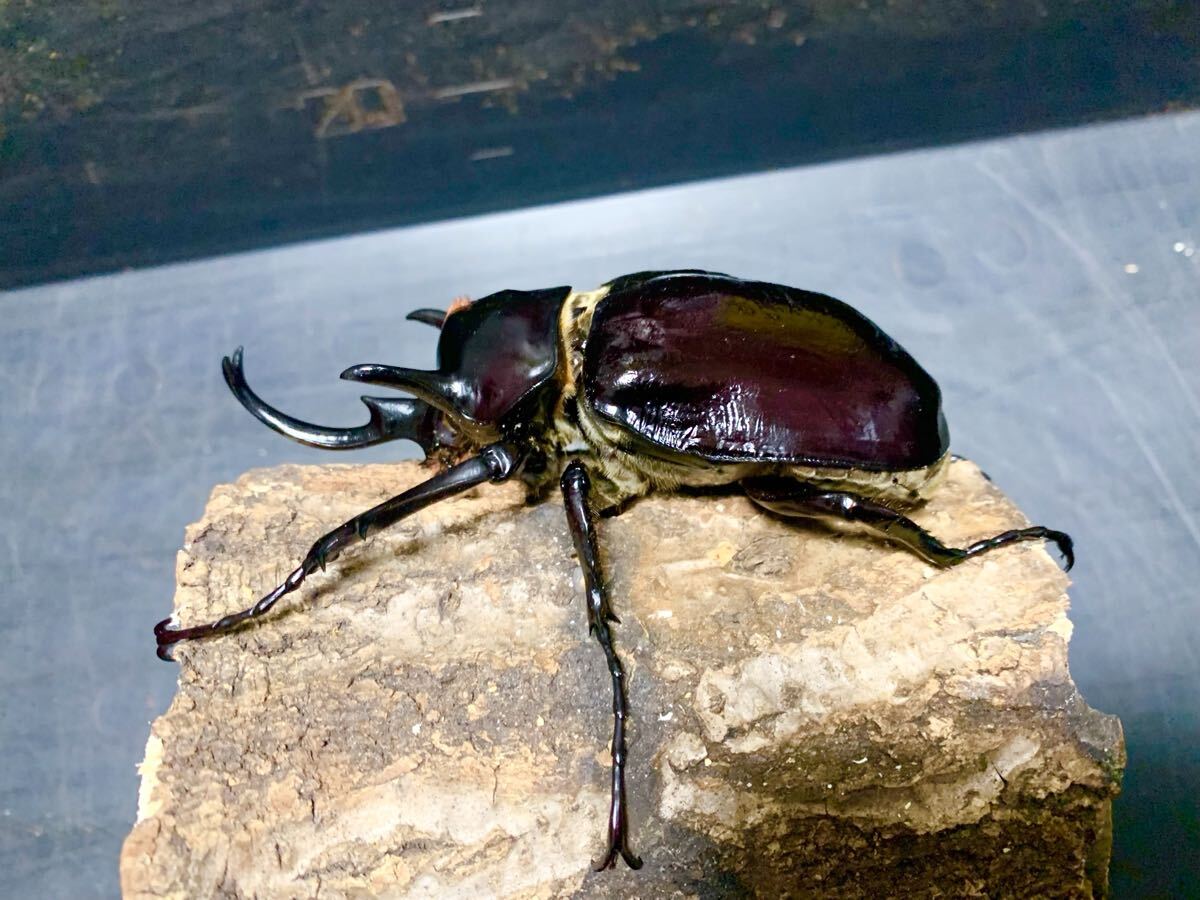 Yahoo!オークション - ③122.30㎜♂成虫1頭 Mマルスゾウカブト CBF1