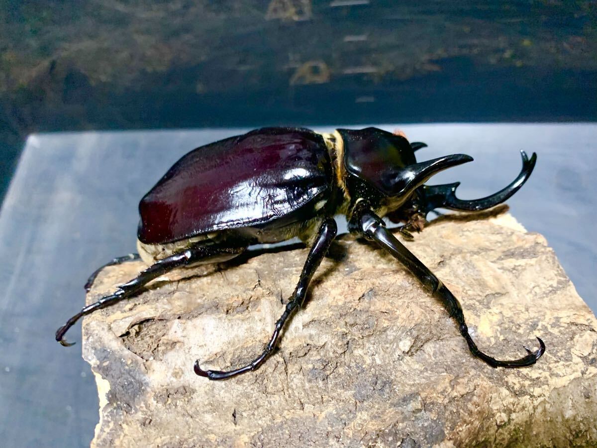 Yahoo!オークション - ③122.30㎜♂成虫1頭 Mマルスゾウカブト CBF1