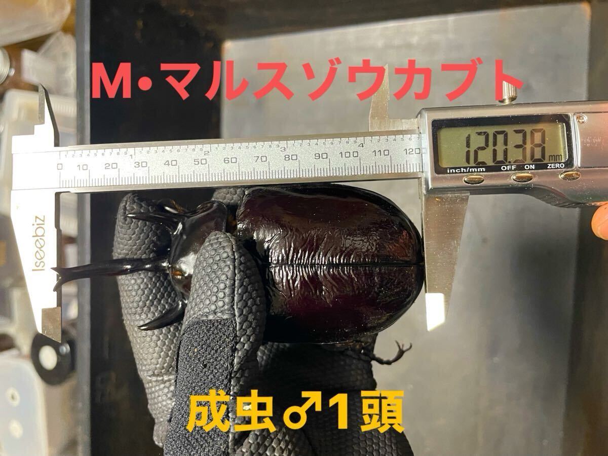 Yahoo!オークション - ③120.38㎜♂成虫1頭 Mマルスゾウカブト CBF1