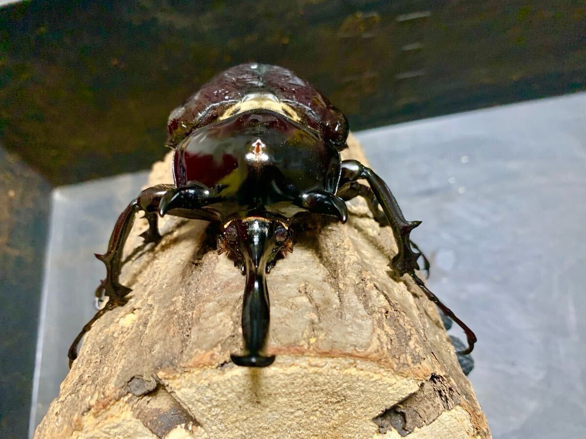 Yahoo!オークション - ③120.38㎜♂成虫1頭 Mマルスゾウカブト CBF1