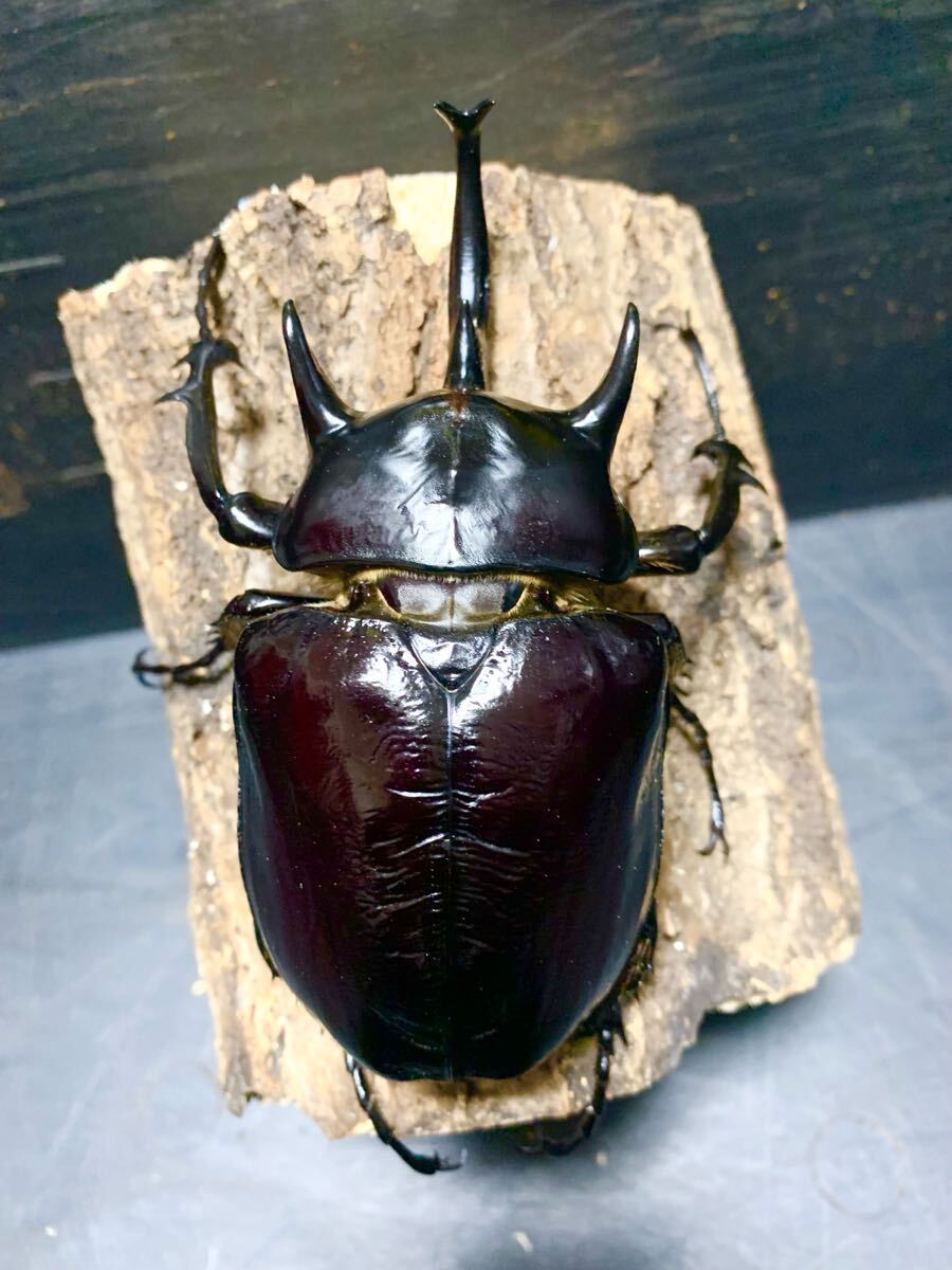 Yahoo!オークション - ③122.30㎜♂成虫1頭 Mマルスゾウカブト CBF1