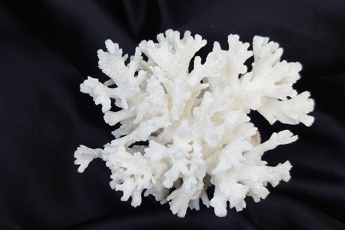 Yahoo!オークション - 0591『白珊瑚』『87x71 h80』 『 HIRO Shellfish...