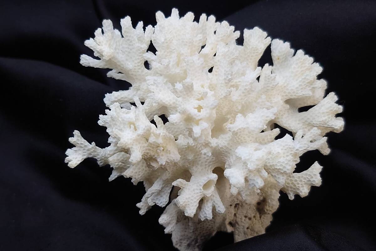 Yahoo!オークション - 0591『白珊瑚』『87x71 h80』 『 HIRO Shellfish...