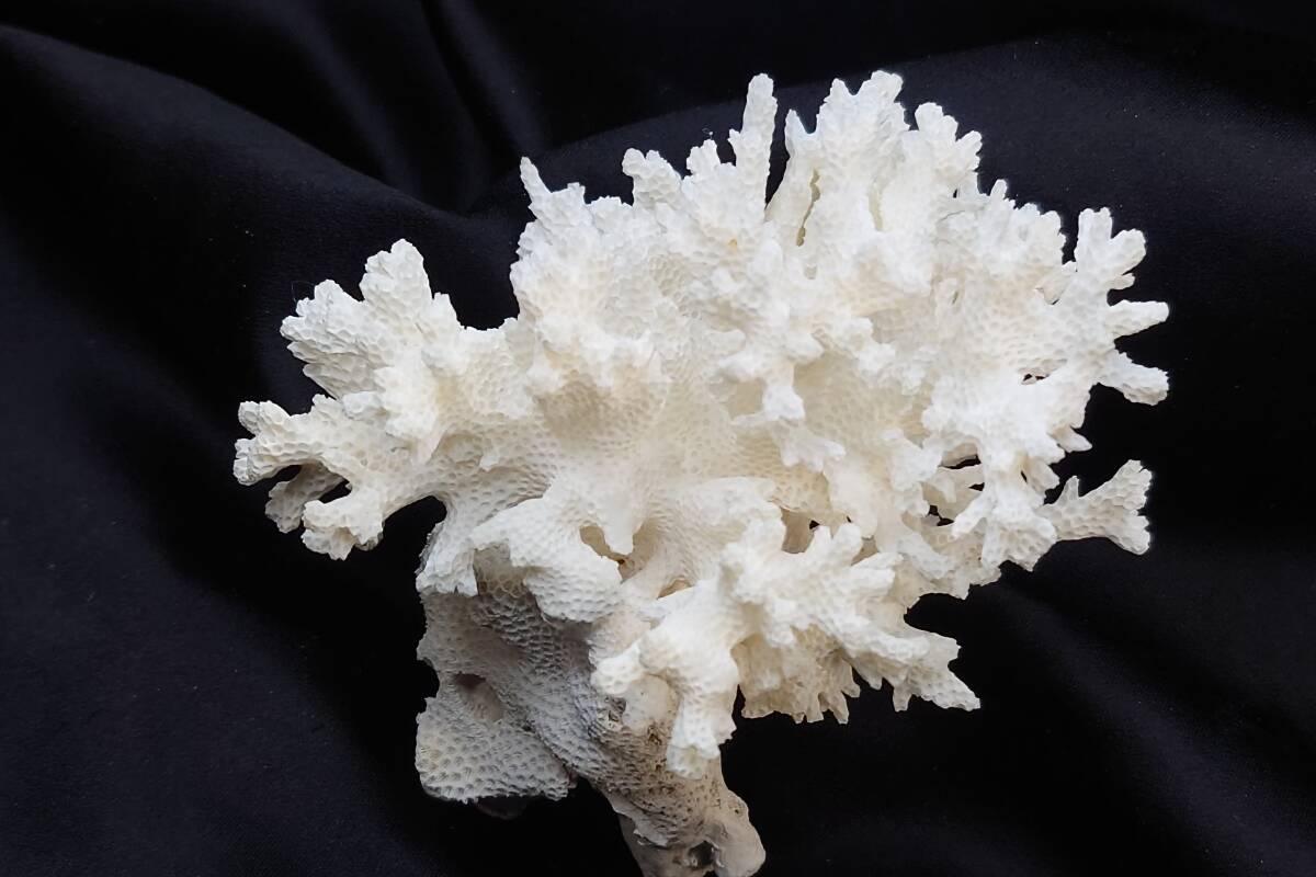 Yahoo!オークション - 0591『白珊瑚』『87x71 h80』 『 HIRO Shellfish...