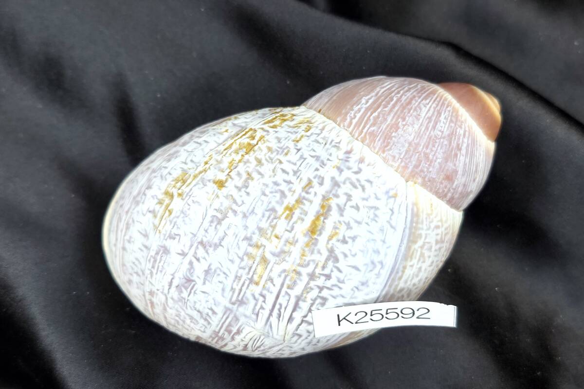 Yahoo!オークション - 0592『ブラジルホラマイマイ』『97x64 h54』