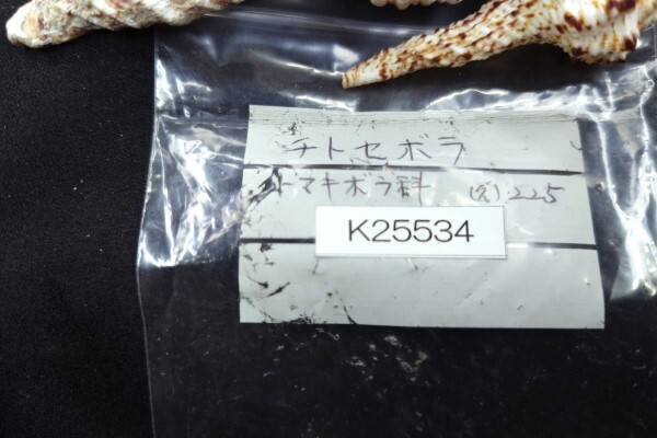 Yahoo!オークション - 0534 『チトセボラ』『』 『 HIRO Shellfish mus...