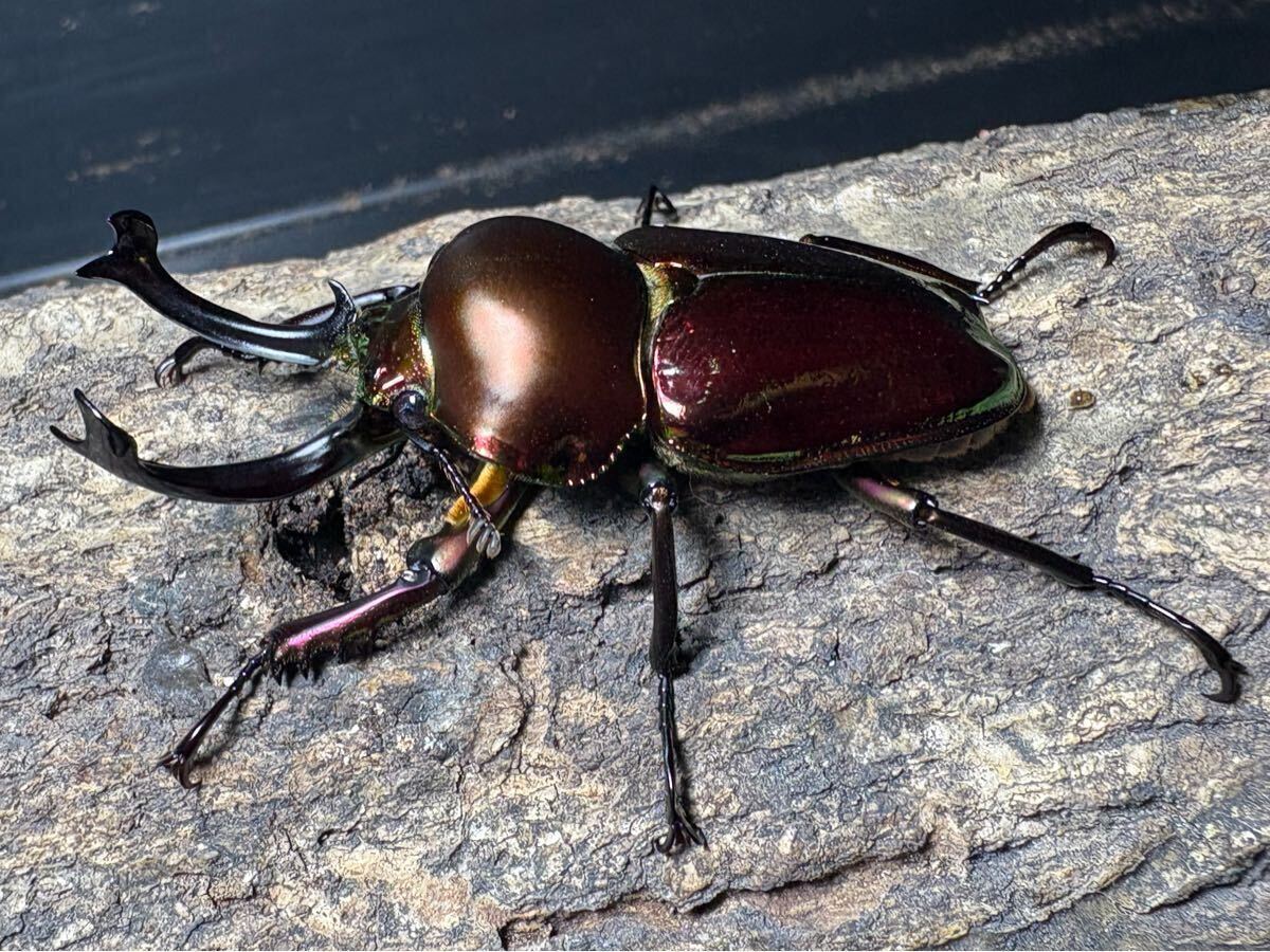 Yahoo!オークション - 【CBF1】 ニジイロクワガタ レッド系 成虫 ペア