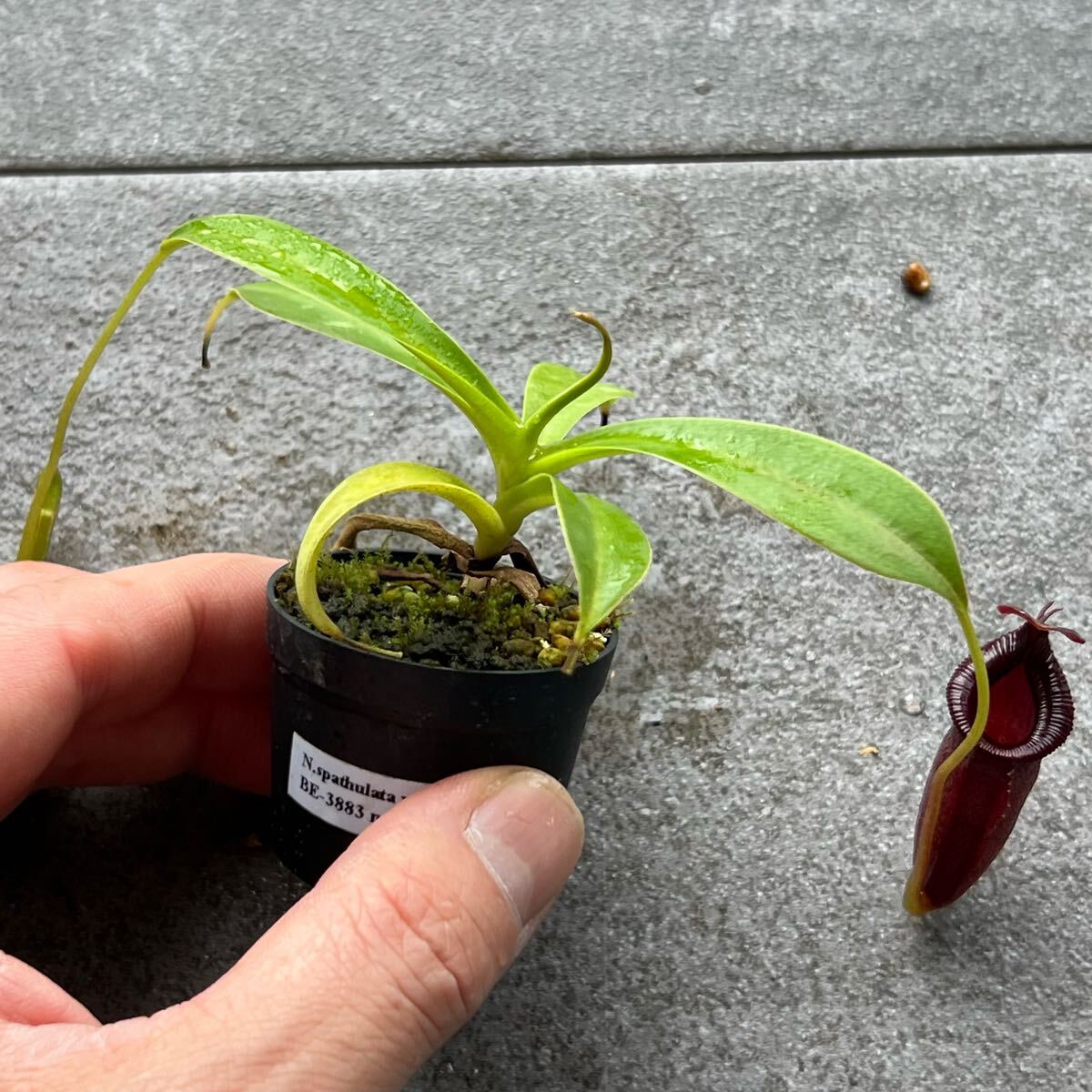 Yahoo!オークション - BE-3883 N.spathulata x jacquelineae ウツボカ...